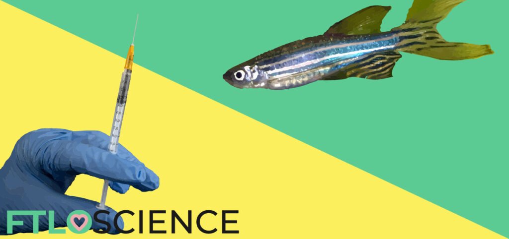 Zebrafish: Lab Rats of The Future, Today | FTLOScience
