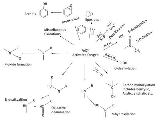 Cytochrome P450 (CYP450) Enzymes: Meet the Family | FTLOScience