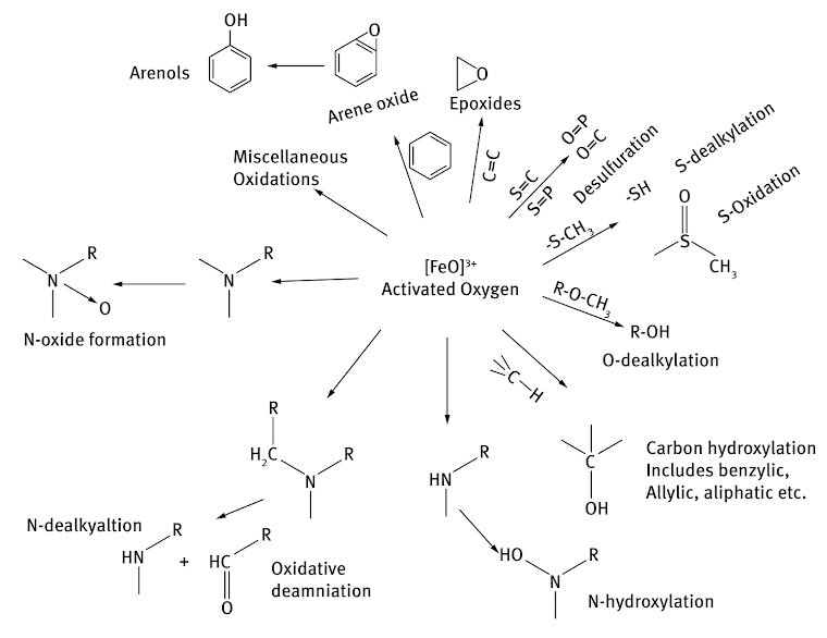 Medicinal Chemistry: Lead Modification and Optimization | FTLOScience