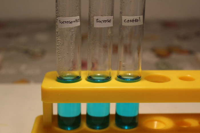 Demonstration: Benedict's Test for Reducing Sugars | FTLOScience