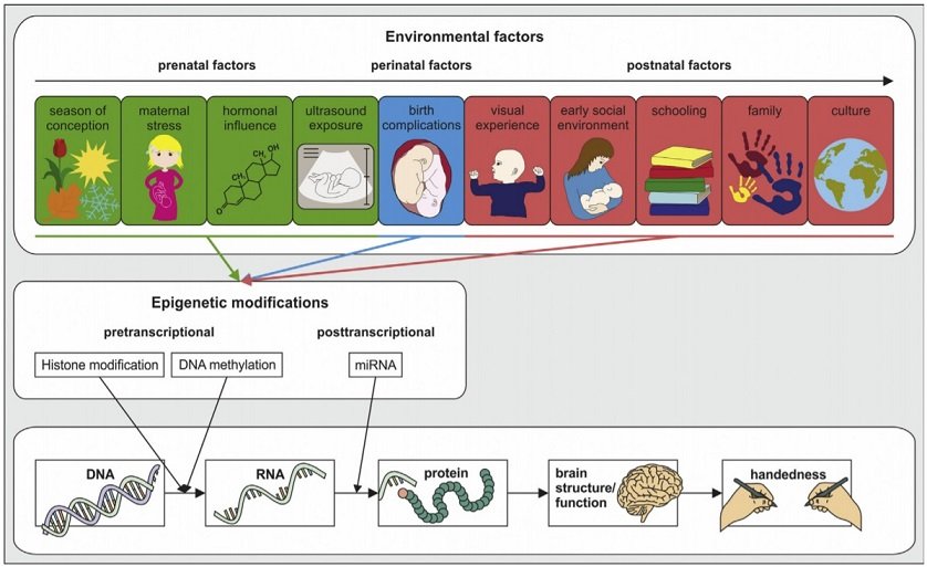 Epigenetic Therapies for Treatment of Mental Disorders | FTLOScience
