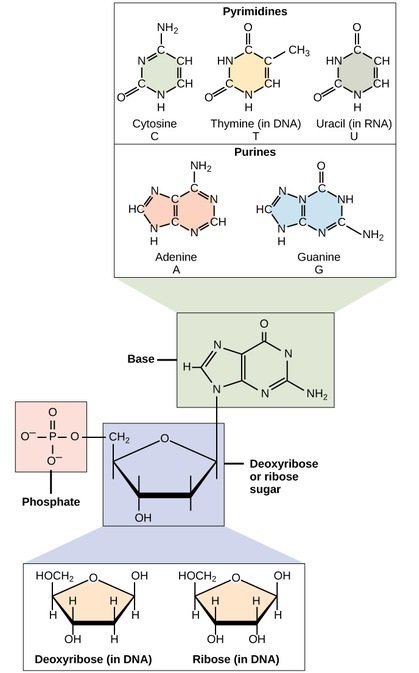 Xeno Nucleic Acids: Research into Modified DNA | FTLOScience