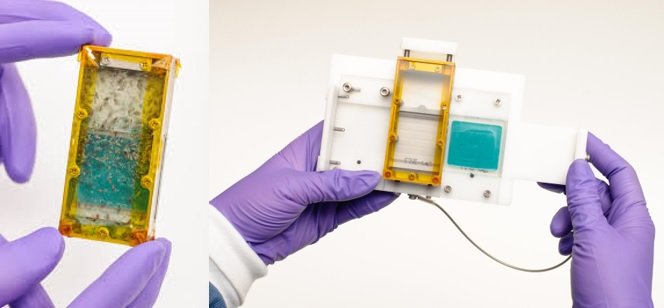 Drosophila: The Little Fruit Fly with a Big Role in Science | FTLOScience