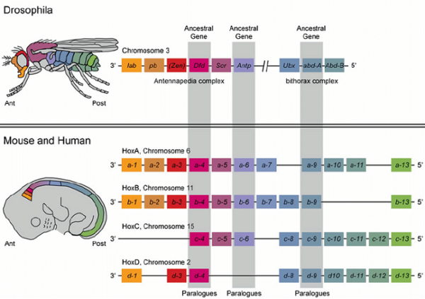 Drosophila: The Little Fruit Fly with a Big Role in Science | FTLOScience