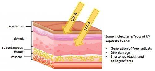 Soaking Up the Sun—The Chemistry Behind Sunscreen | FTLOScience
