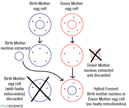 3-Person IVF: Inheriting DNA from 2 Mothers | FTLOScience