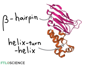 How to Interpret Protein Ribbon Diagrams | FTLOScience