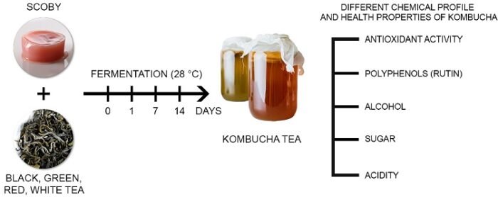 Yeast and Bacteria Tea? The Chemistry of Kombucha | FTLOScience